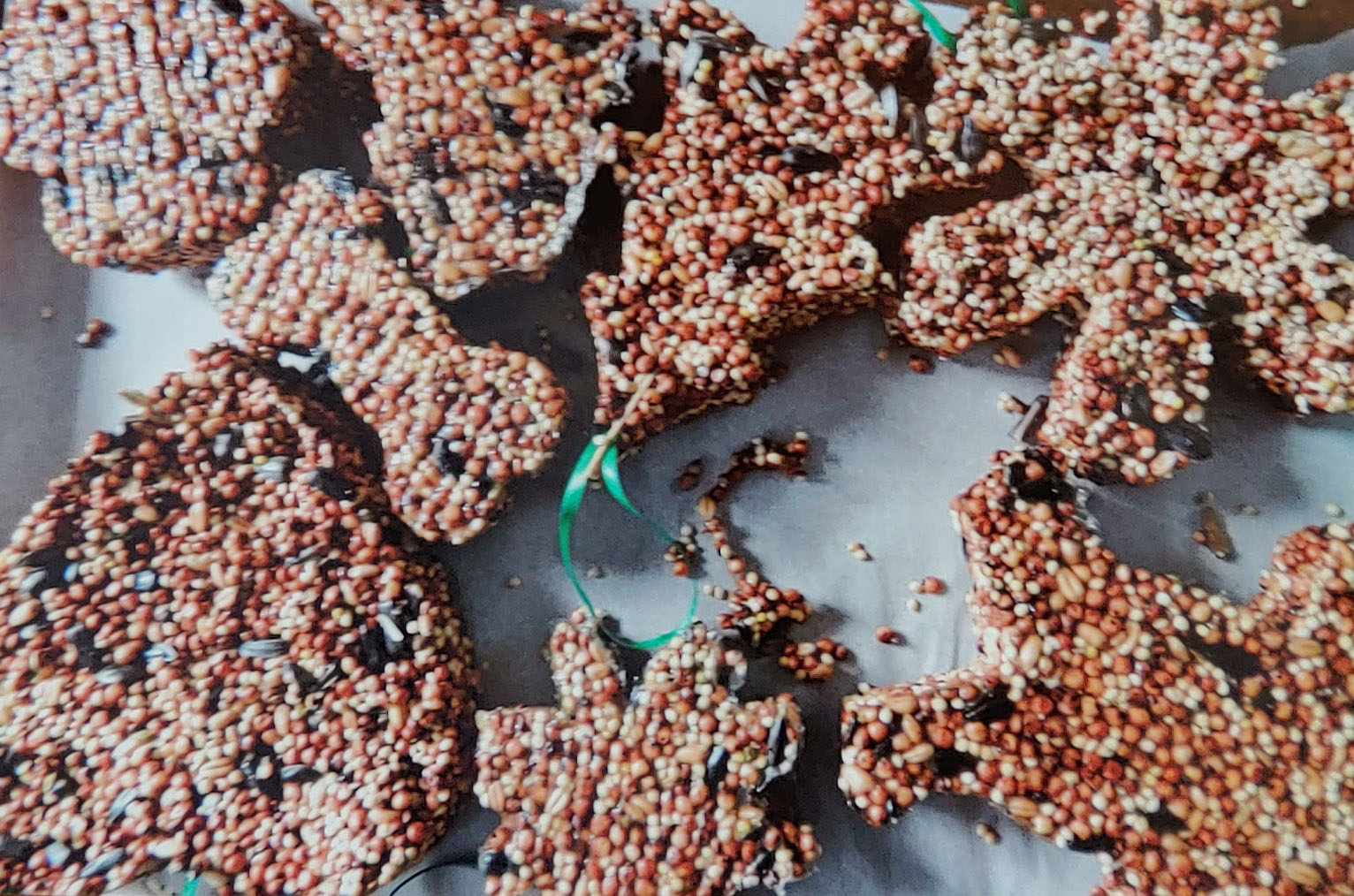 Nick’s Bodacious Bird Bites: Bliss for birds and birdwatchers | Vaya Health